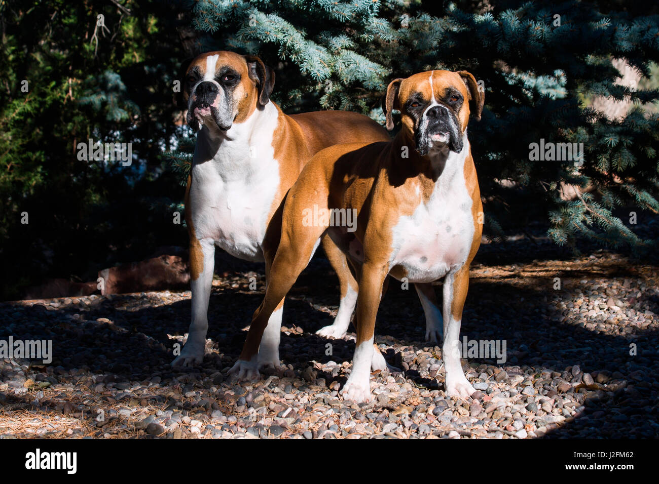 Boxers standing in forest Stock Photo - Alamy