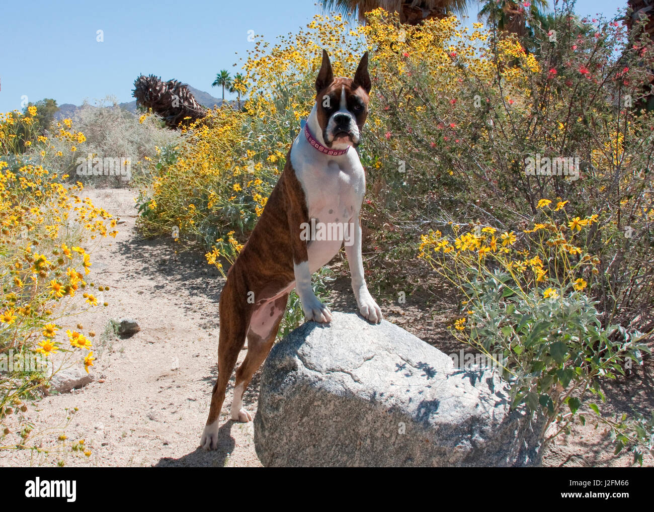 Boxer standing by garden pathway Stock Photo - Alamy