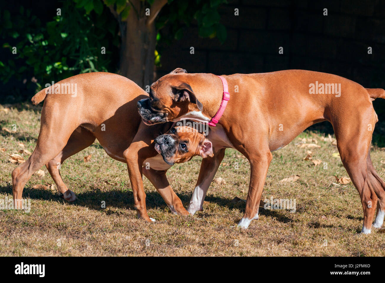 Boxers playing (MR Stock Photo - Alamy