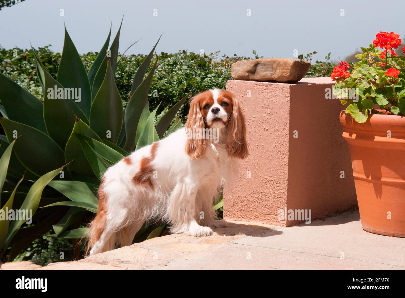 Cavalier attitude hi-res stock photography and images - Alamy