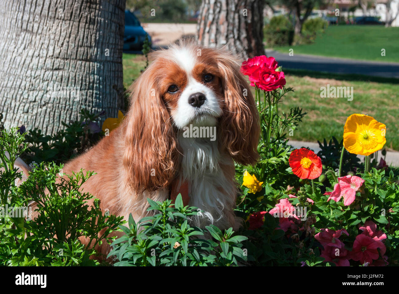 Cavalier attitude hi-res stock photography and images - Alamy