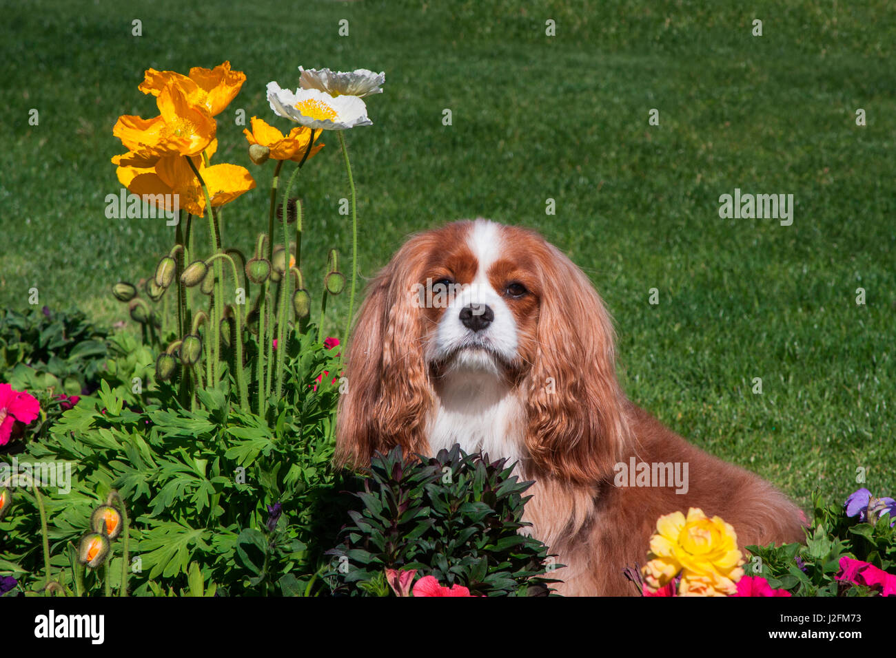 Cavalier attitude hi-res stock photography and images - Alamy