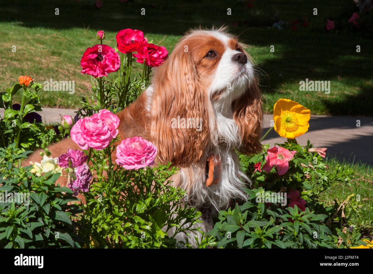 Cavalier attitude hi-res stock photography and images - Alamy