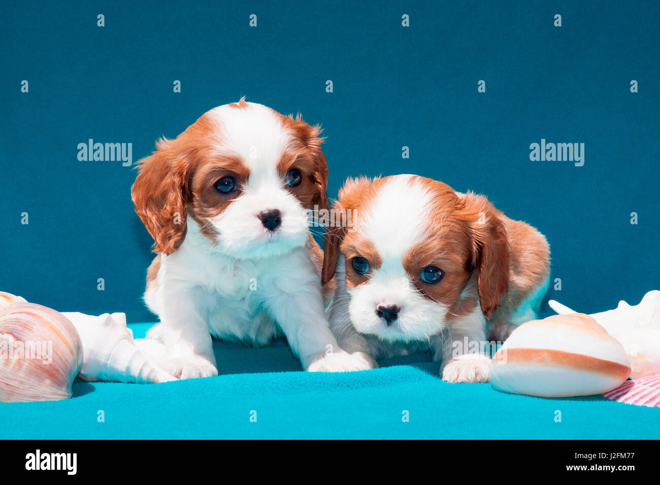 Cavalier puppies hi-res stock photography and images - Alamy