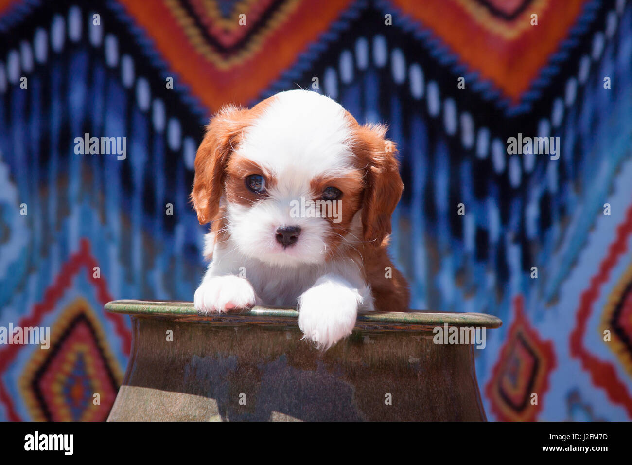 Cavalier Puppy coming out of ceramic flower pot (MR Stock Photo - Alamy