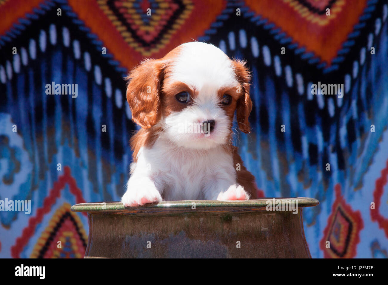 Cavalier Puppy coming out of ceramic flower pot (MR Stock Photo - Alamy