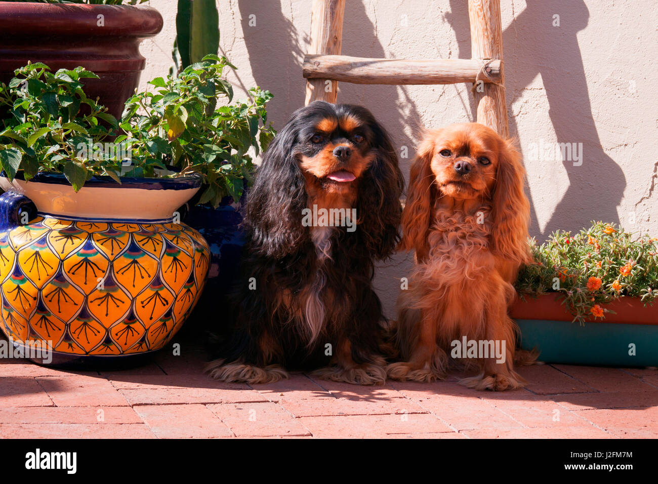 Cavaliers sitting on garden patio with flower pots (MR Stock Photo - Alamy