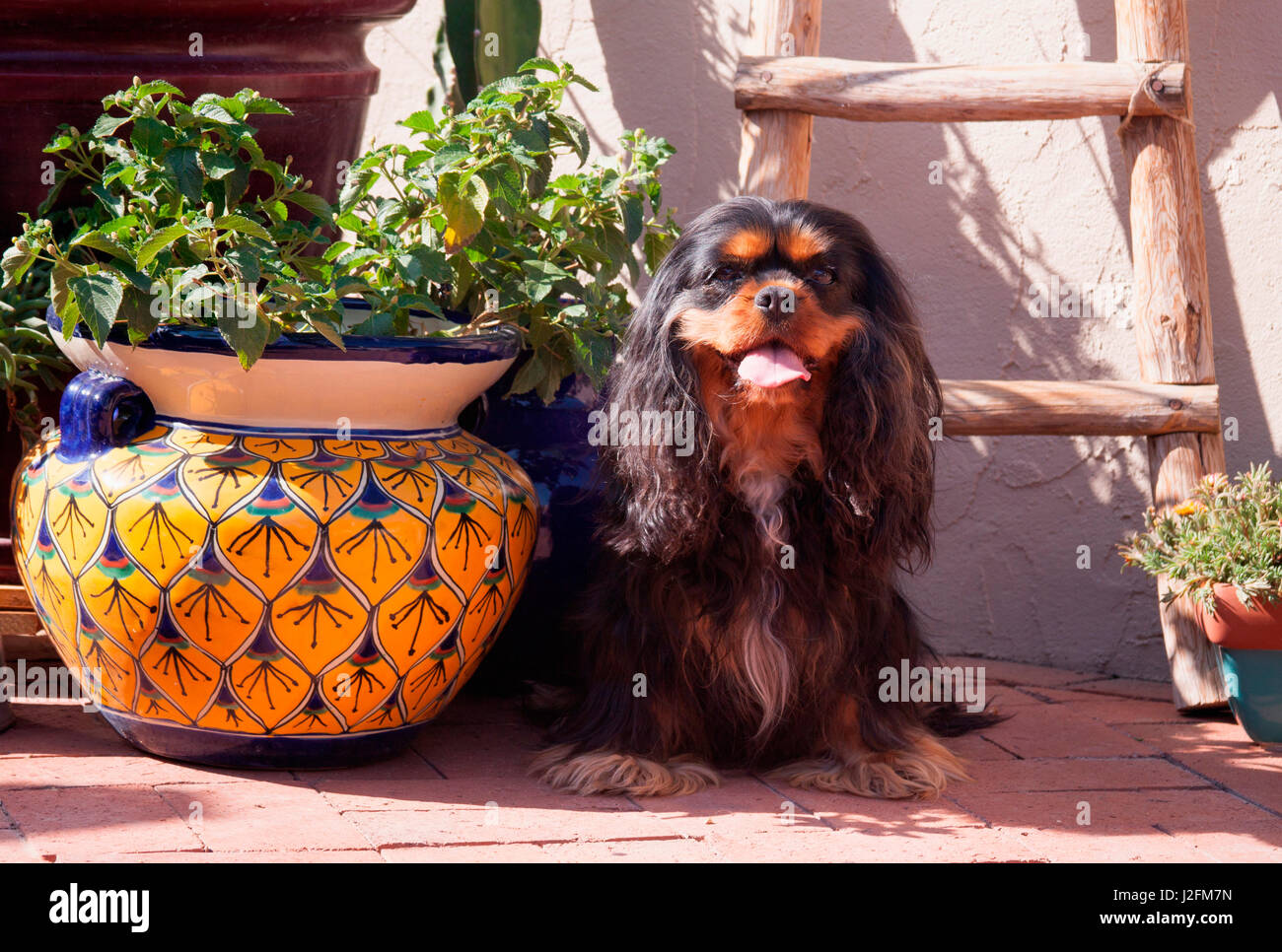 Cavalier attitude hi-res stock photography and images - Alamy