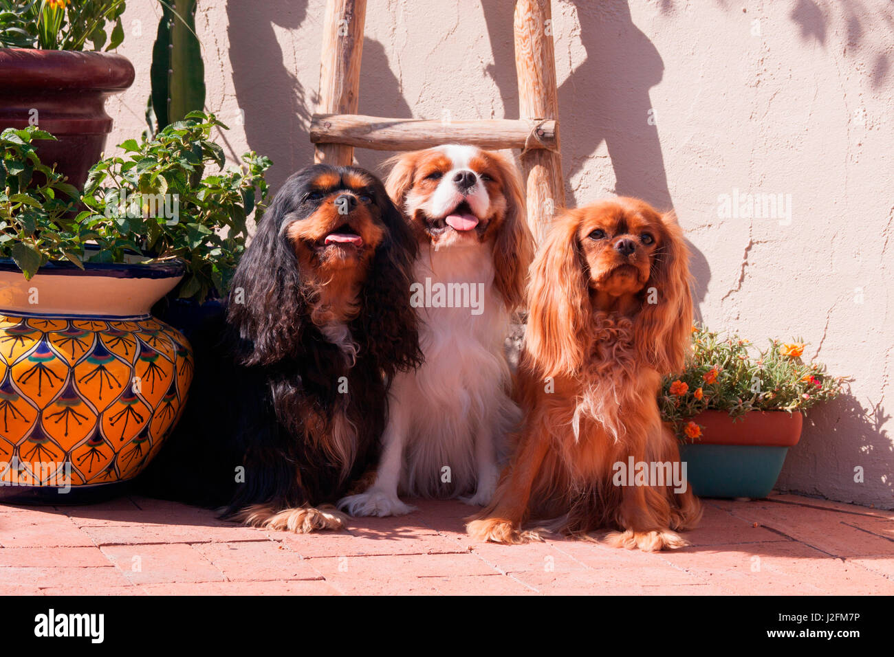 Cavaliers sitting on garden patio with flower pots (MR Stock Photo - Alamy