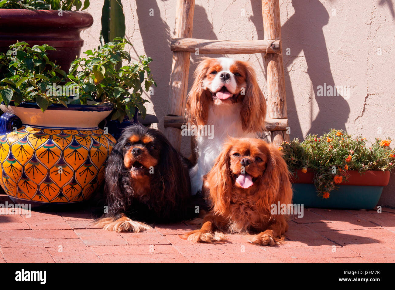 Cavaliers sitting on garden patio with flower pots (MR Stock Photo - Alamy
