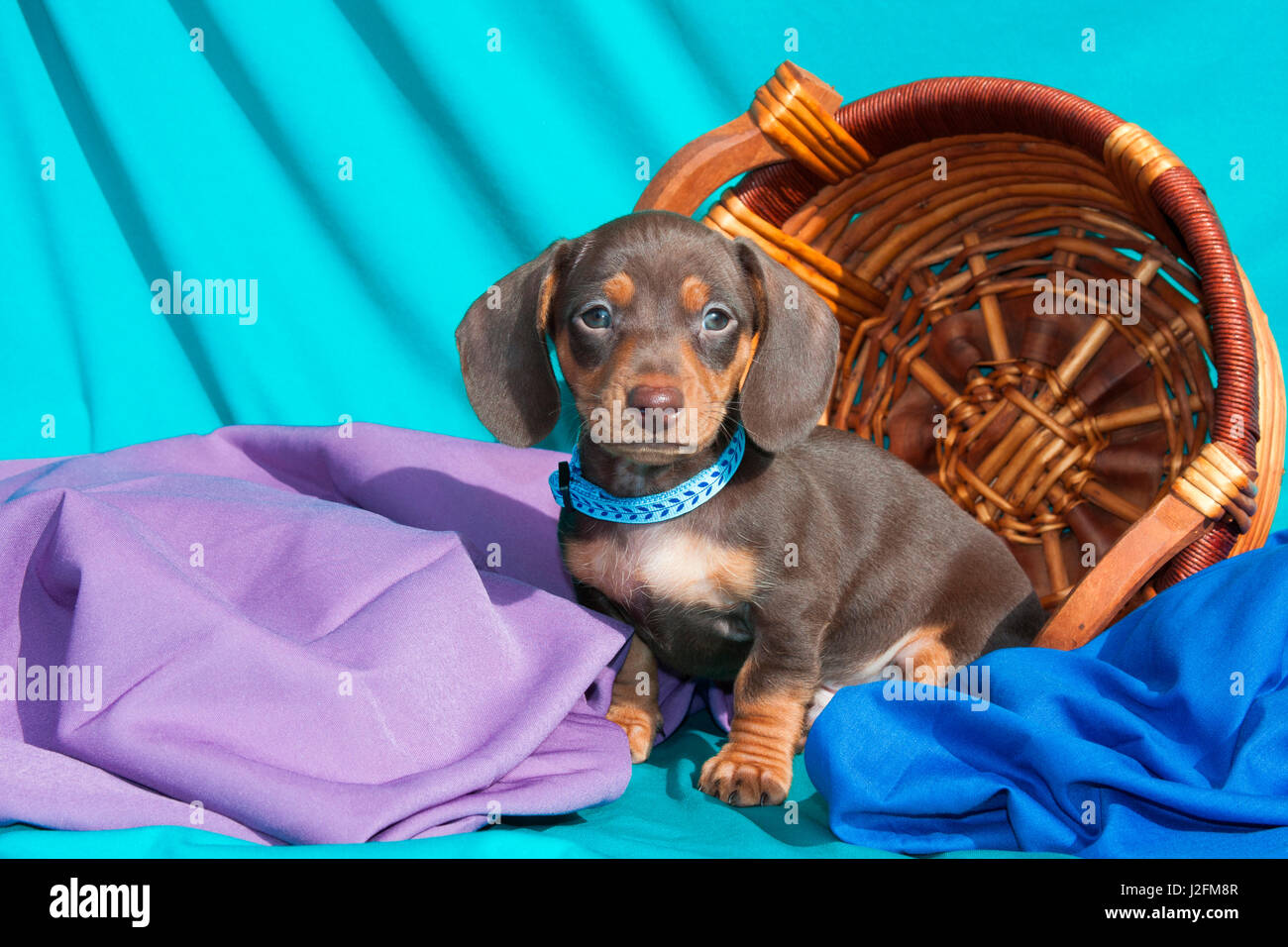 Doxen Puppy posing Stock Photo - Alamy
