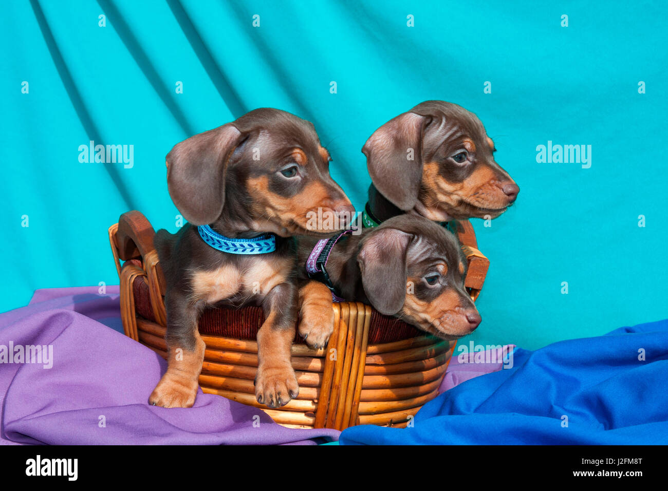 Doxen Puppies posing Stock Photo - Alamy