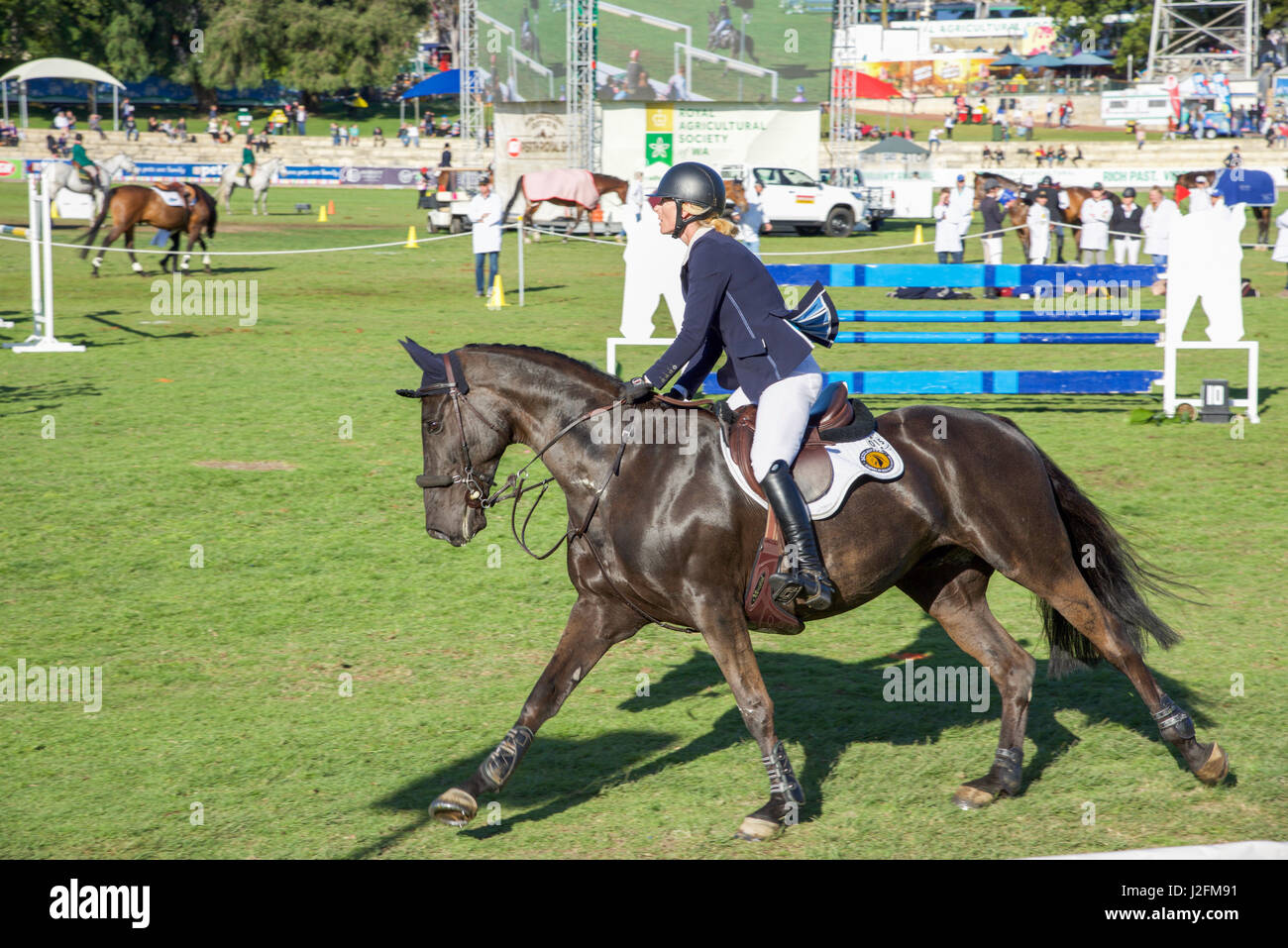 Claremont,WA,Australia-September 25,2016:Chestnut Brown horse with ...