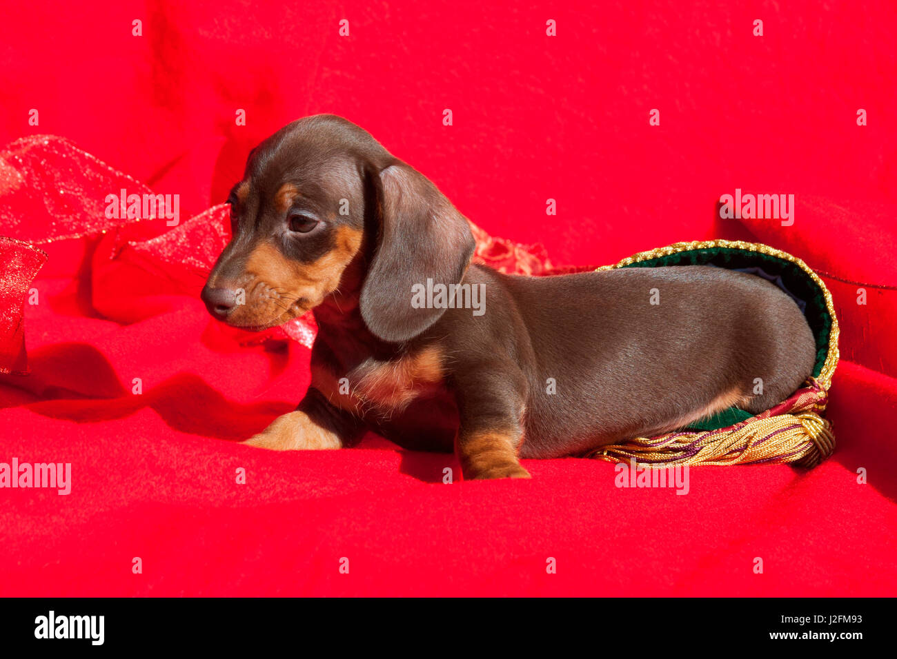 Doxen Puppy in red Stock Photo - Alamy