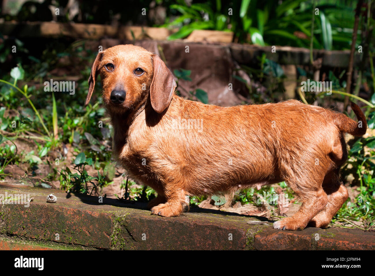 Doxen standing in a garden Stock Photo - Alamy