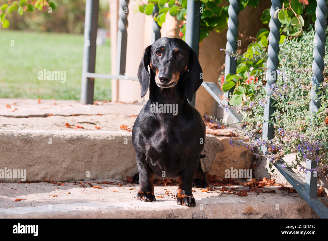 Doxen standing on sandstone stairs (MR Stock Photo - Alamy