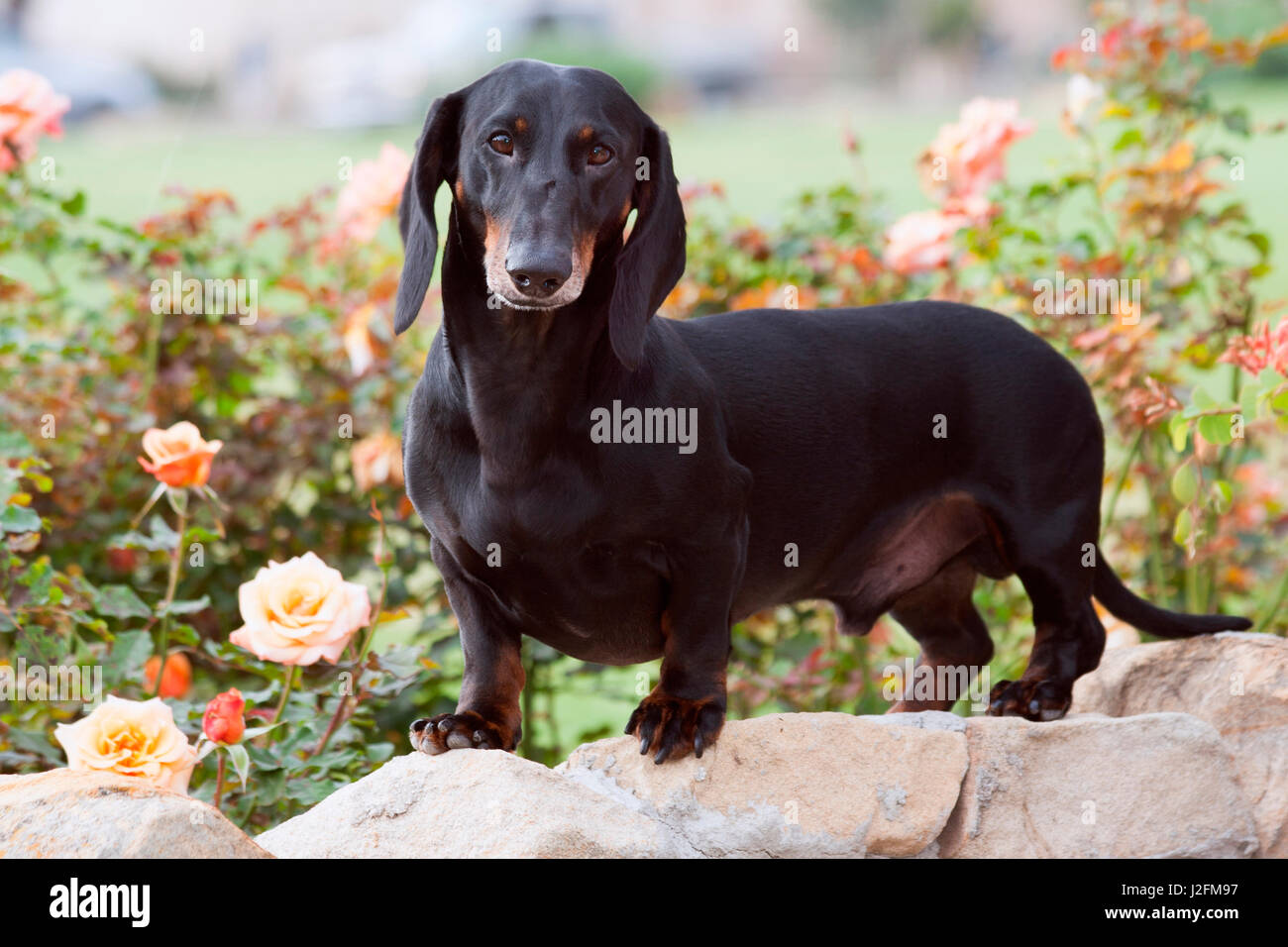 Doxen standing in a garden (MR Stock Photo - Alamy