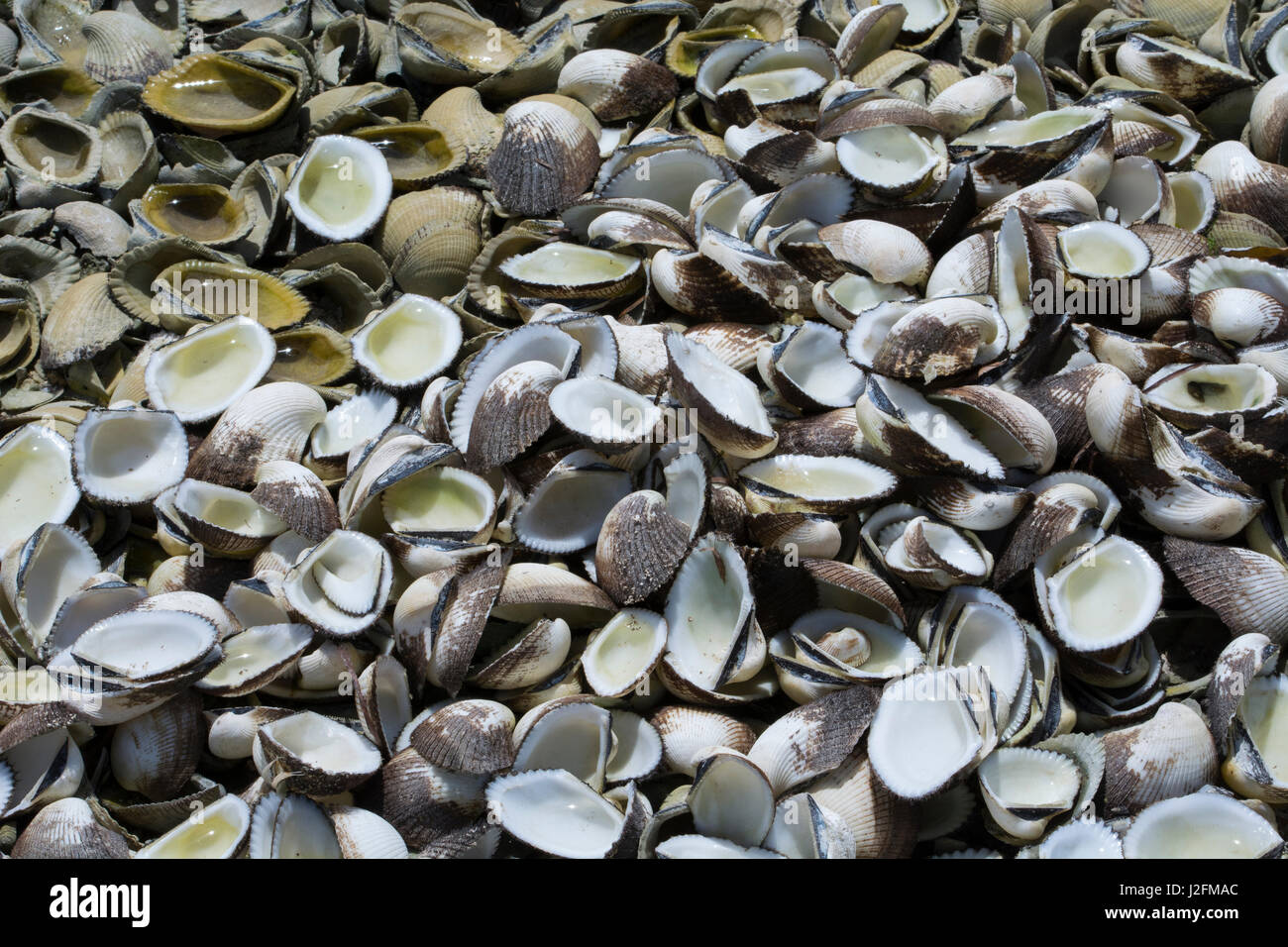 Fiji, Southern Lau Group, Island of Fulanga. Beach covered with shells ...