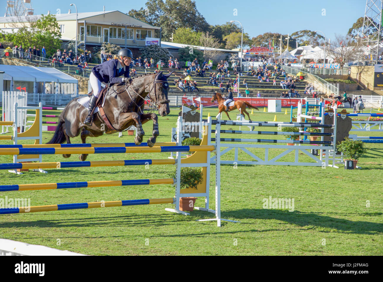 Claremont,WA,Australia-September 25,2016:Chestnut Brown horse with ...