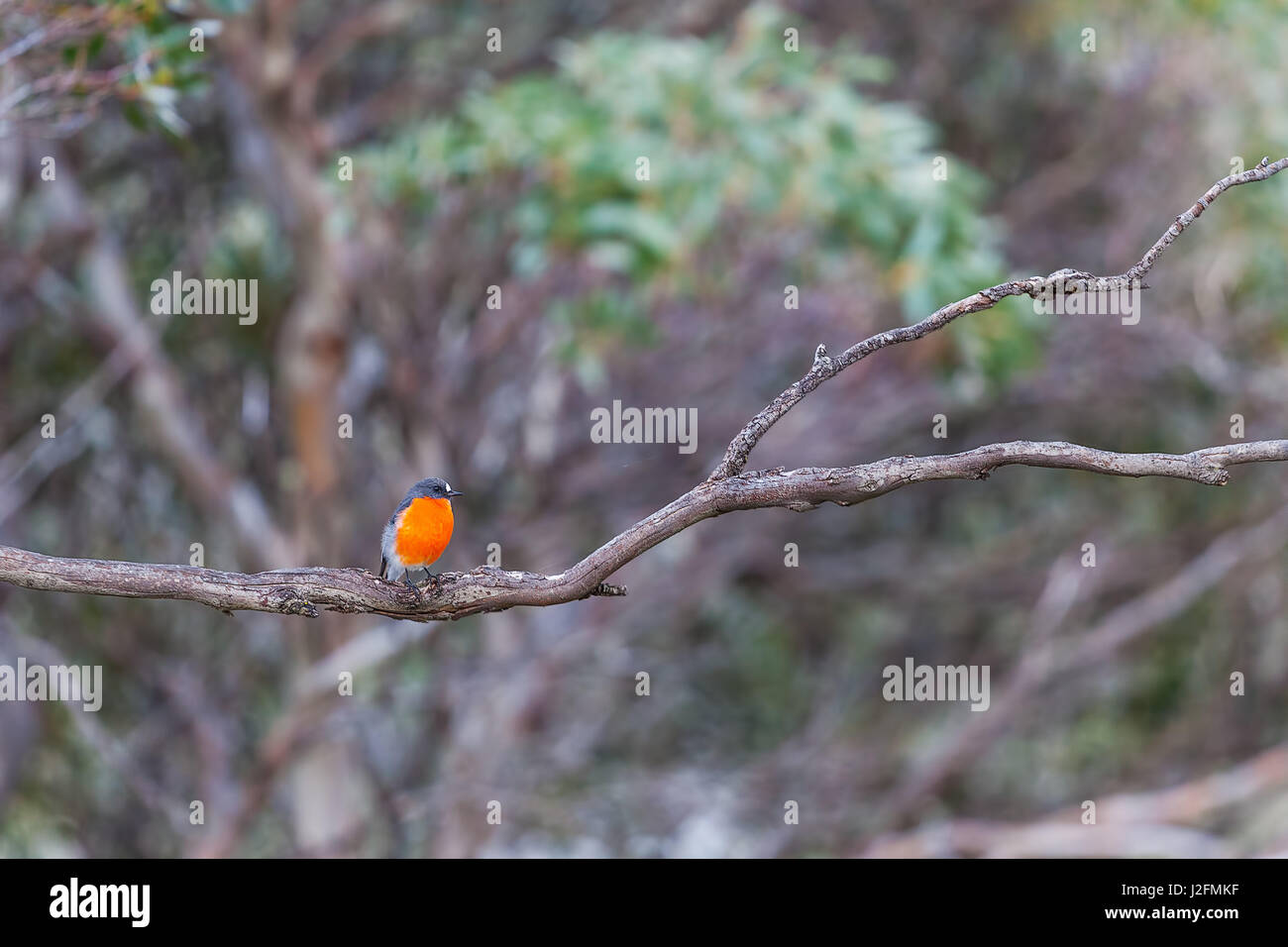 Australian robin hi-res stock photography and images - Alamy