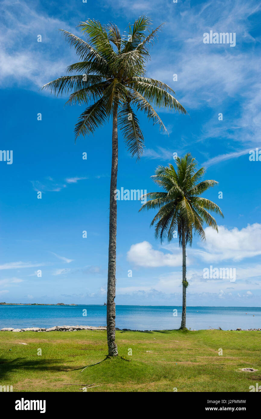 Palm trees at the beach, Pohnpei, Micronesia, Central Pacific Stock ...