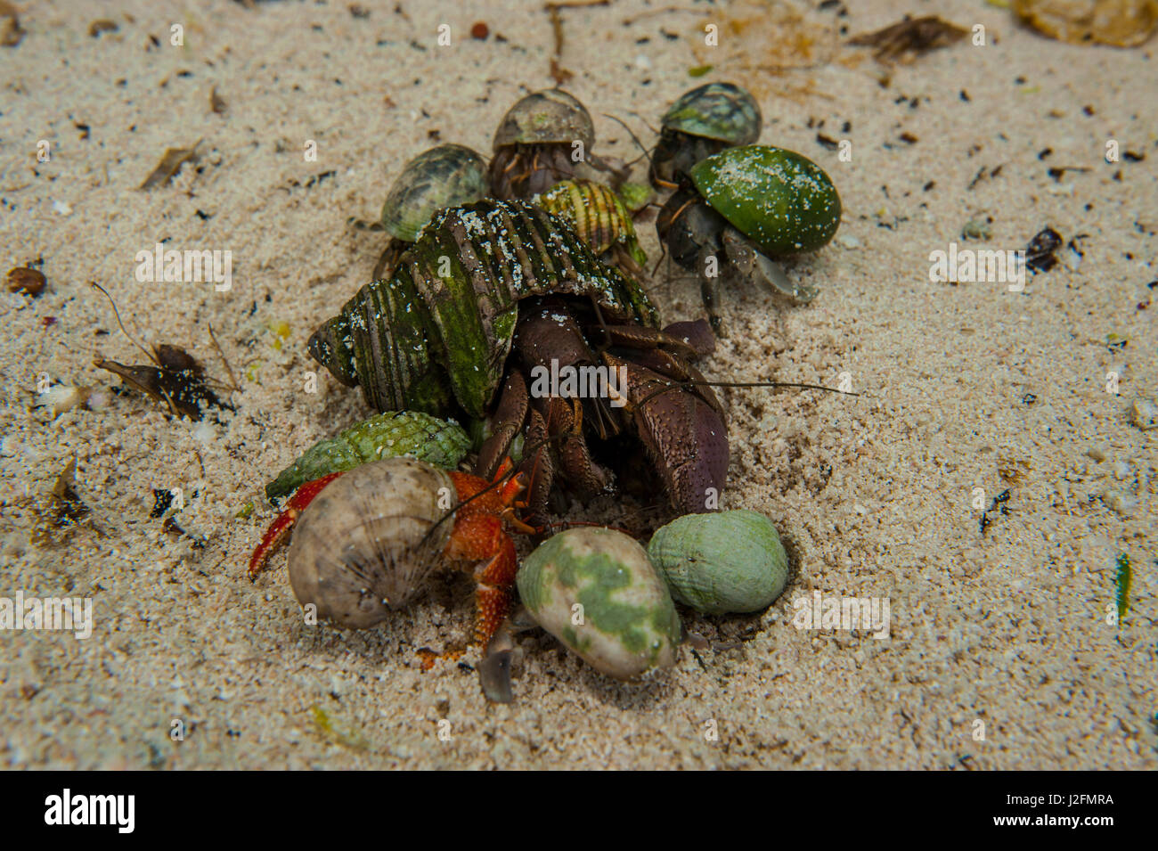 Little crabs on the sands of the Ant Atoll, Pohnpei, Micronesia Stock ...