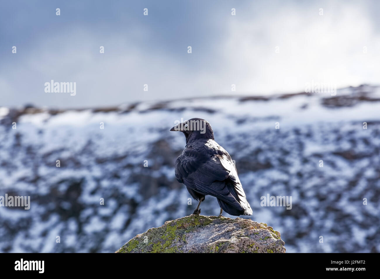 Australian raven hi-res stock photography and images - Alamy