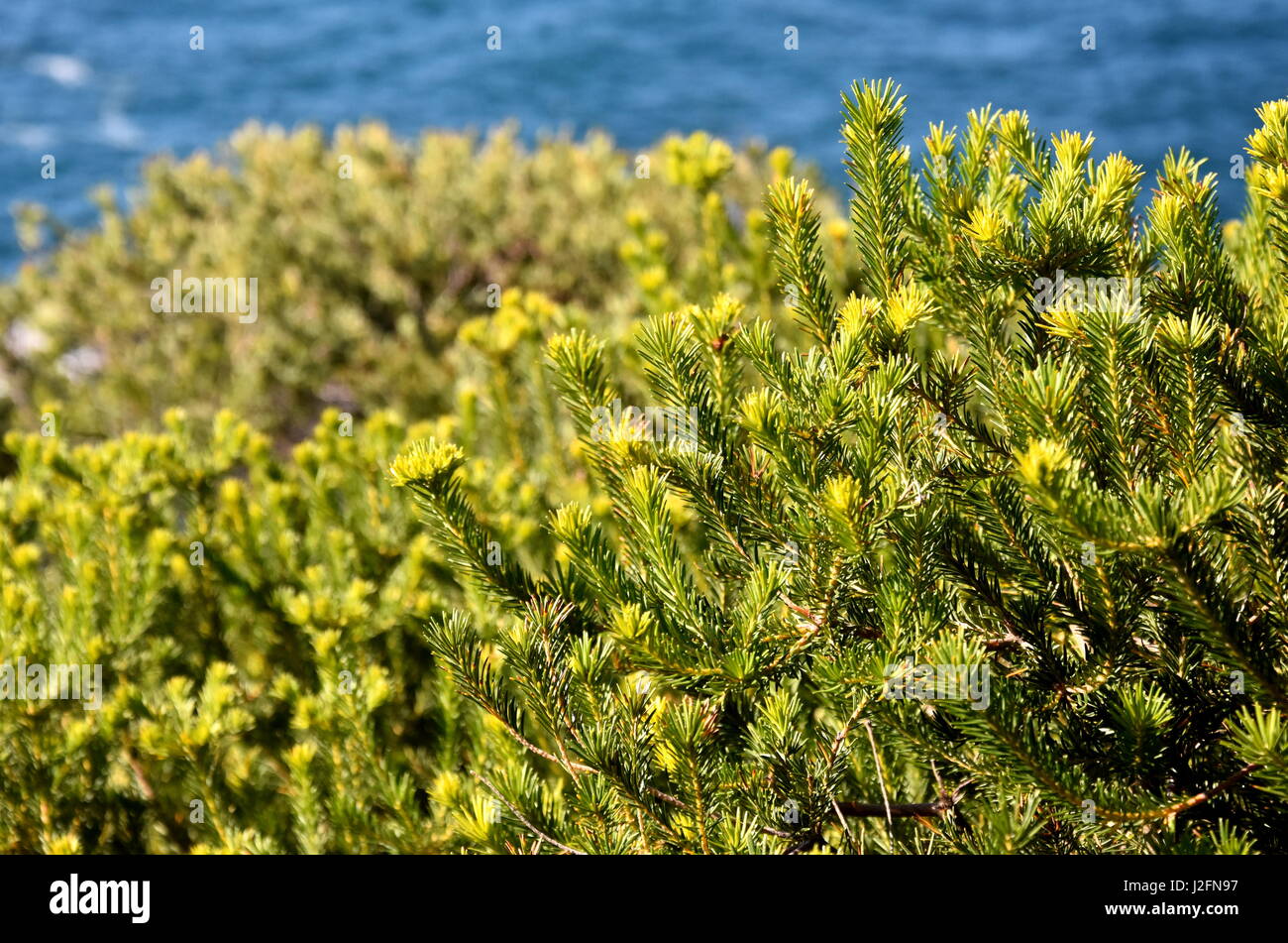 Green bush on the sea beach. Selective focus on the bush Stock Photo ...