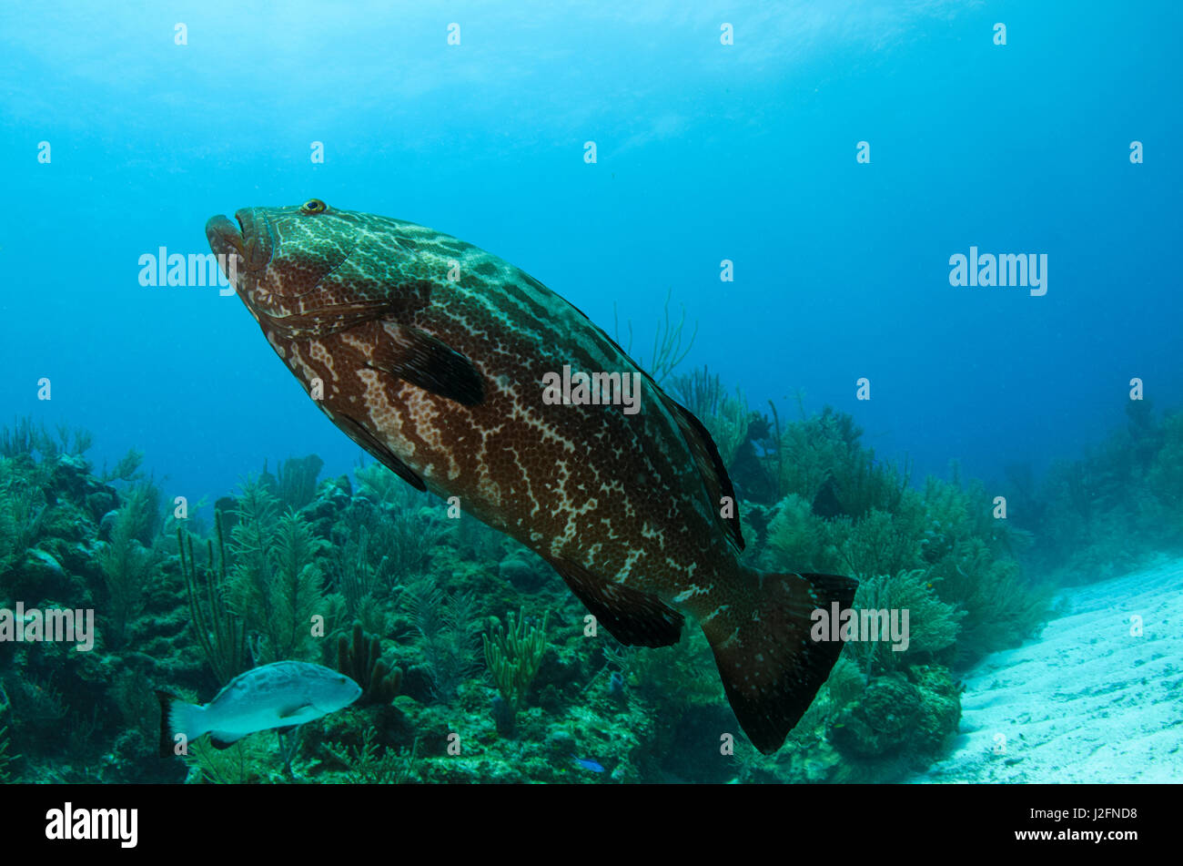 Black Grouper (Mycteroperca bonaci), Hol Chan Marine Reserve near ...