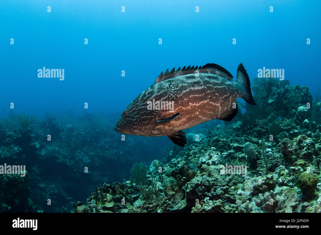 Black Grouper (Mycteroperca bonaci), Hol Chan Marine Reserve near ...