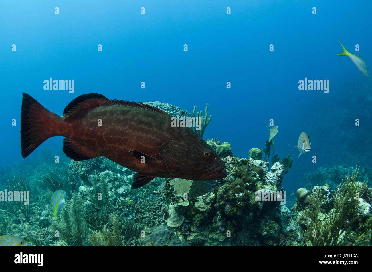 Black Grouper (Mycteroperca bonaci), Hol Chan Marine Reserve near ...