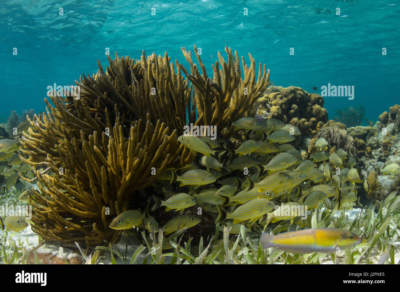 Blue striped grunt (Haemulon Sciurus) and Yellowhead wrasse ...
