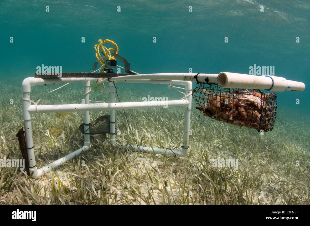 Bruv hi-res stock photography and images - Alamy