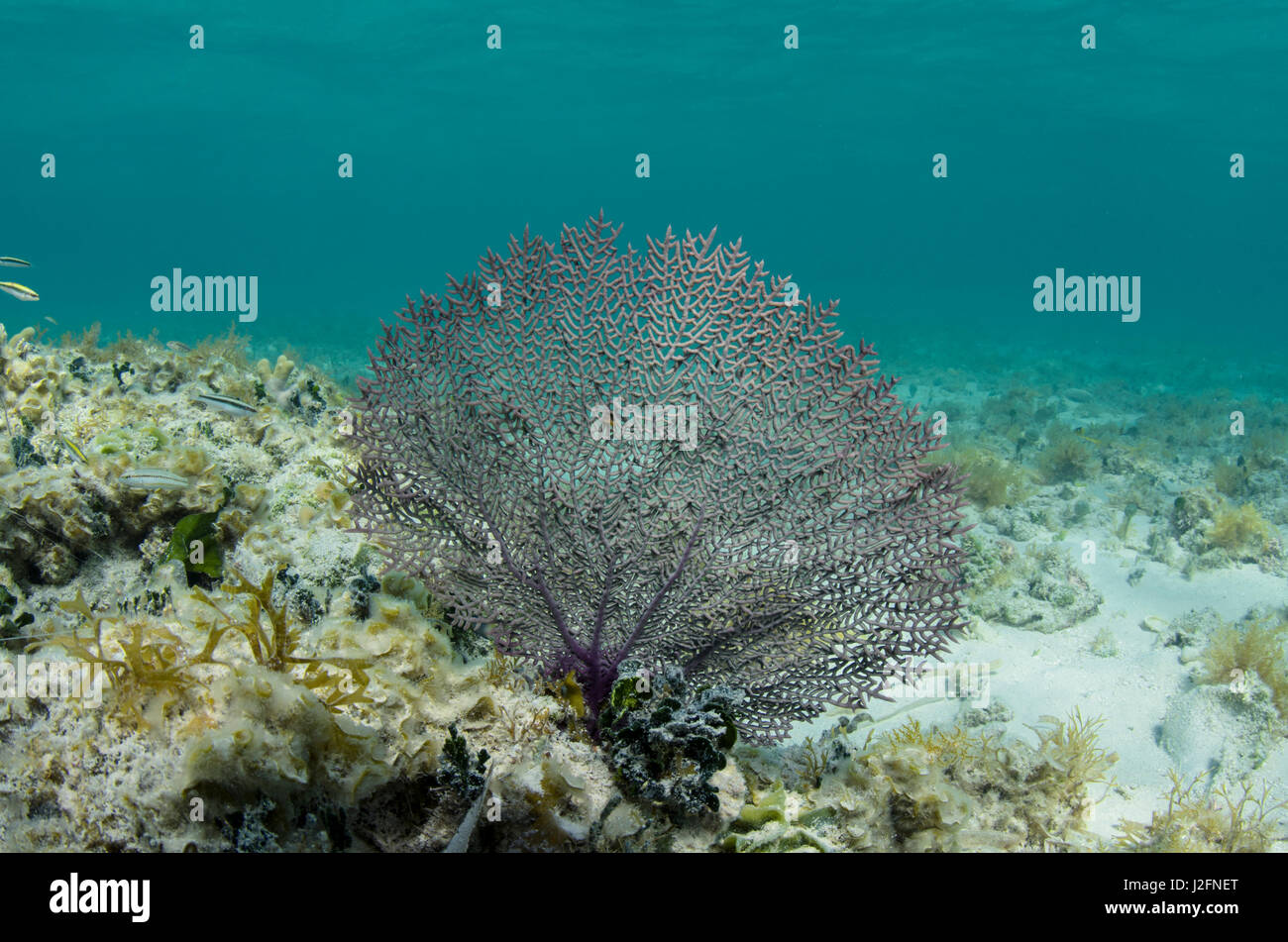 Common Sea Fan (Gorgonia ventalina), Lighthouse Reef, Atoll, Belize ...