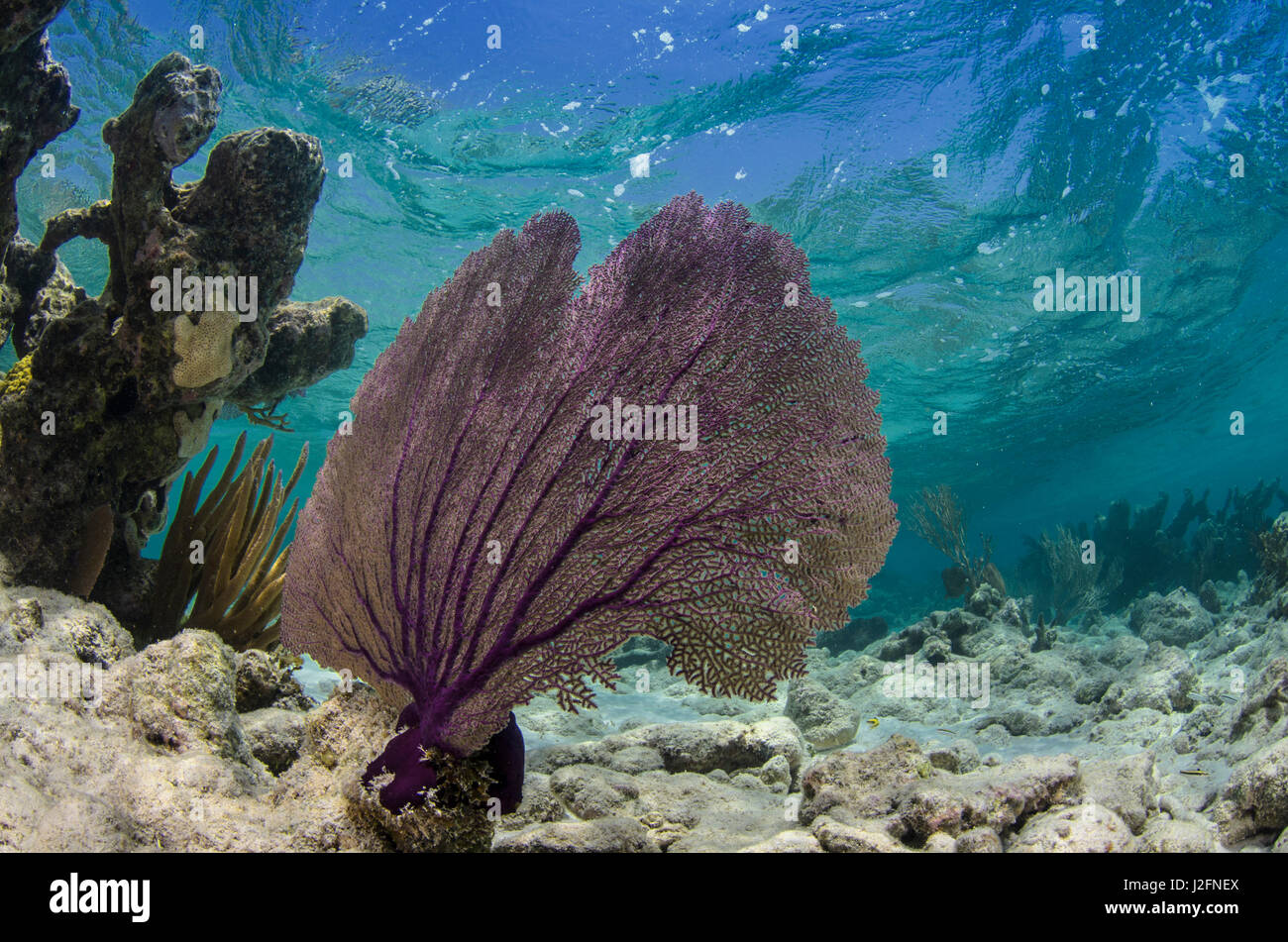 Common Sea Fan (Gorgonia ventalina), Lighthouse Reef, Atoll, Belize ...
