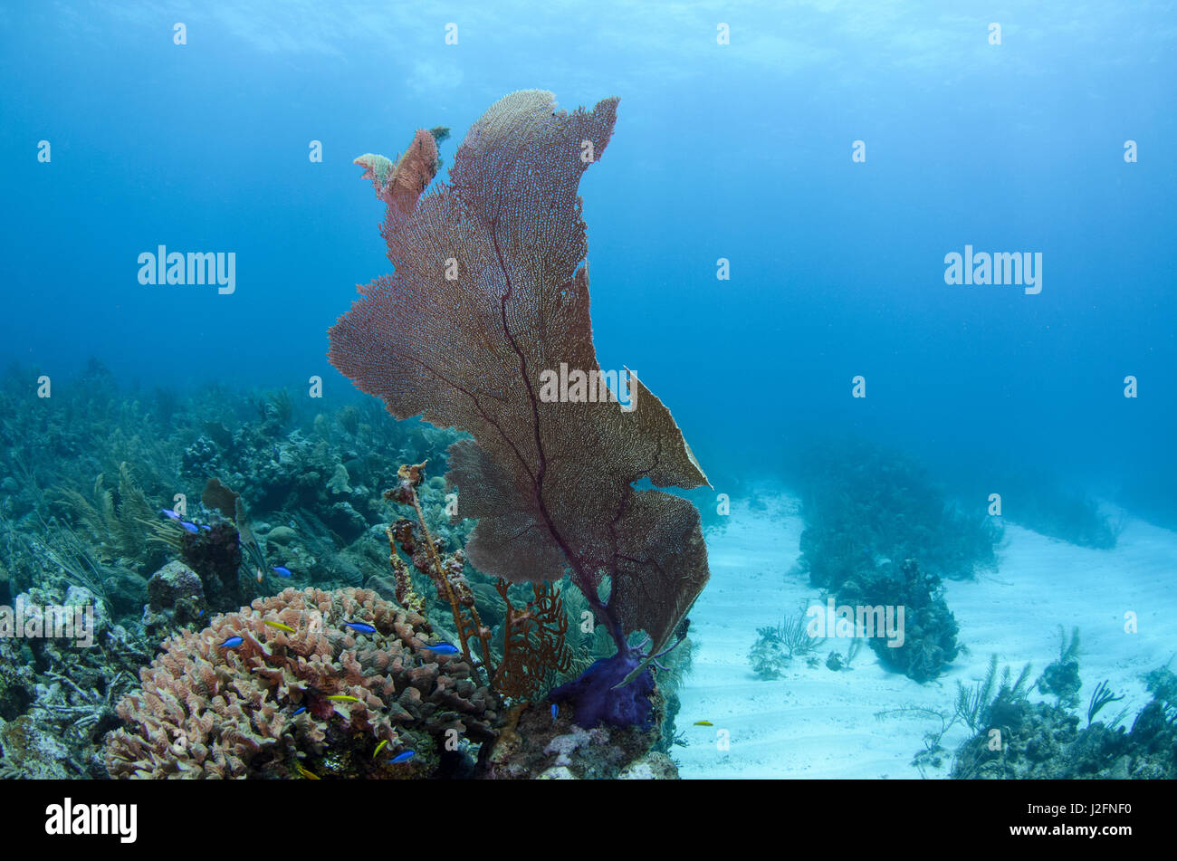 Common Sea Fan (Gorgonia ventalina), Ambergris Caye, Belize Stock Photo ...