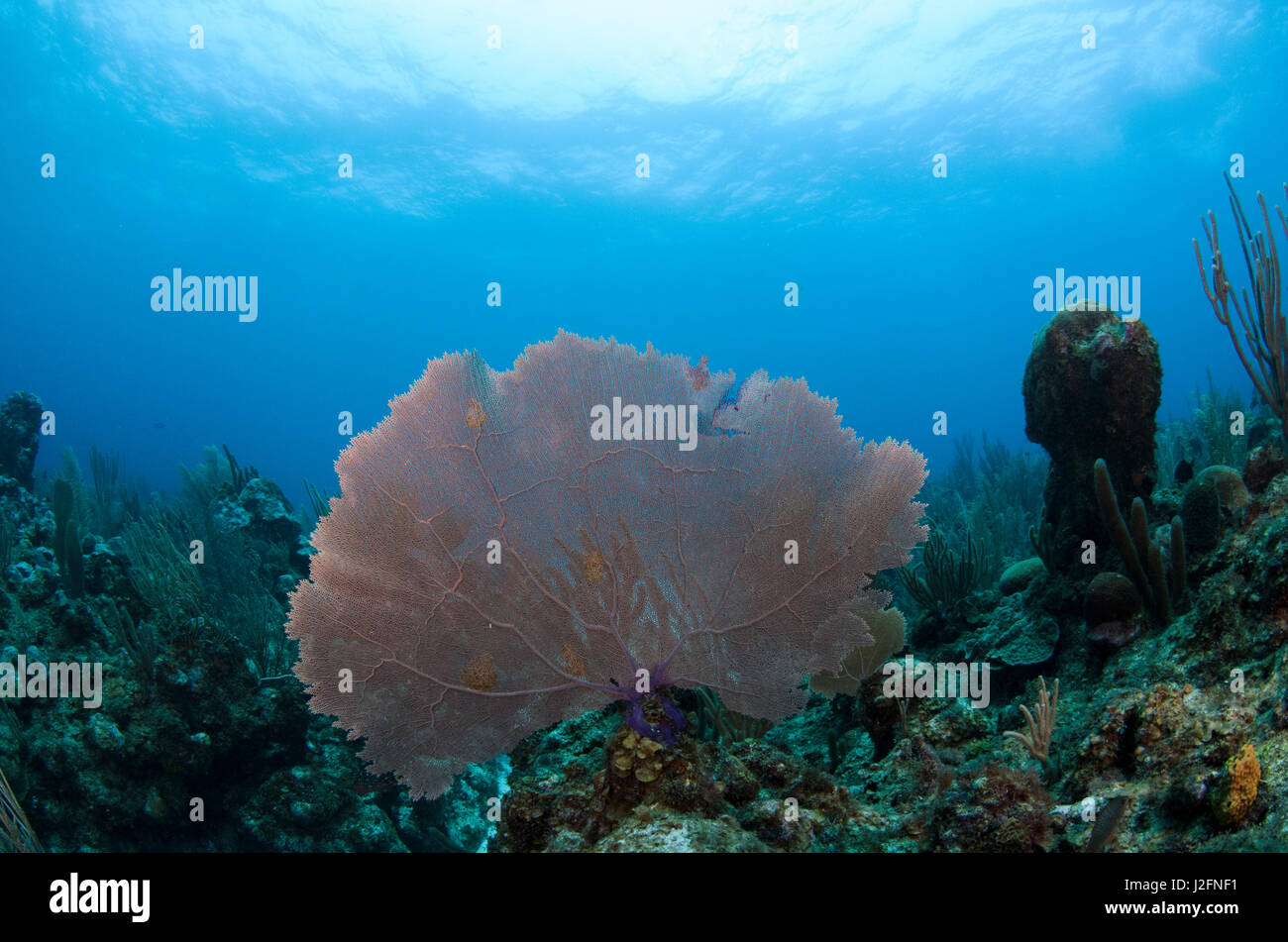 Common Sea Fan (Gorgonia ventalina), Ambergris Caye, Belize Stock Photo ...