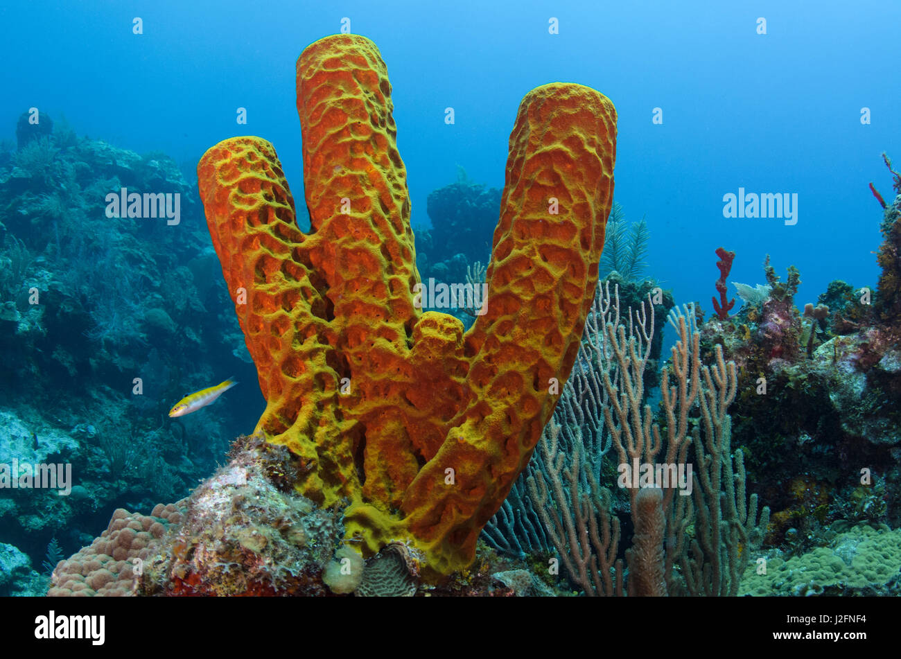 Convoluted Barrel Sponge (Aplysina Lacunosa), Hol Chan Marine Reserve ...