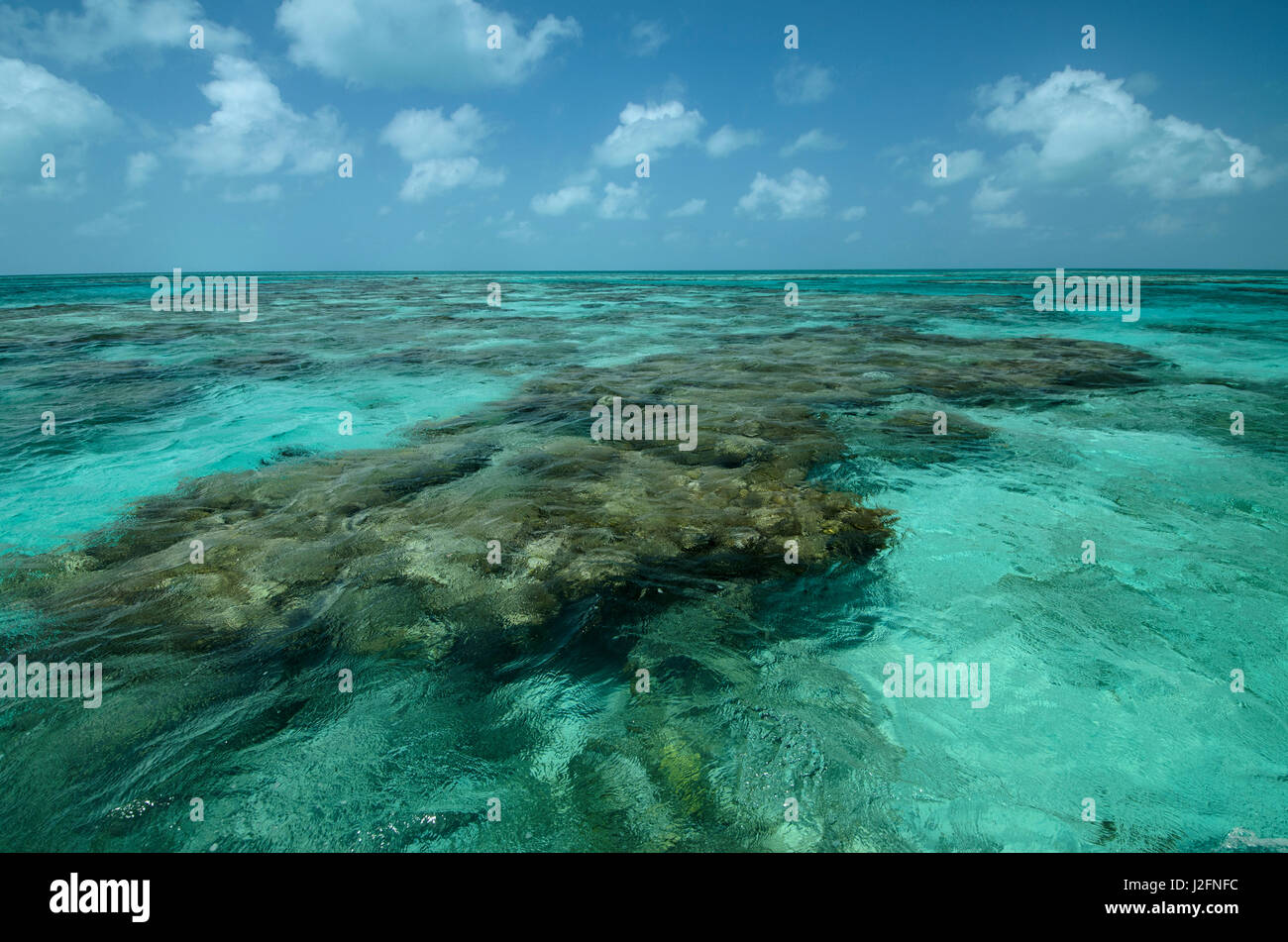 Coral reef, Lighthouse Reef, Atoll, Belize Stock Photo - Alamy