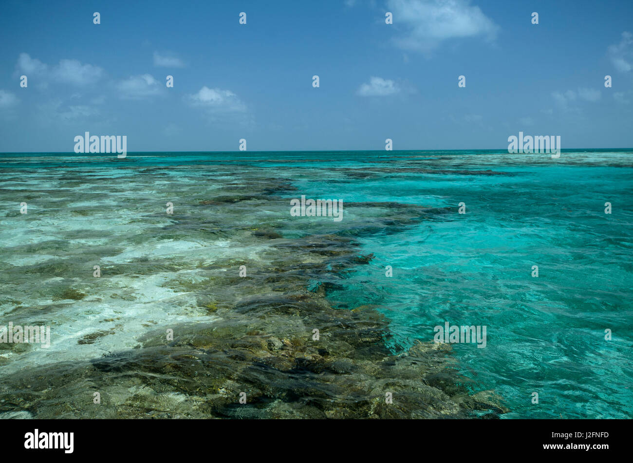 Coral reef, Lighthouse Reef, Atoll, Belize Stock Photo - Alamy