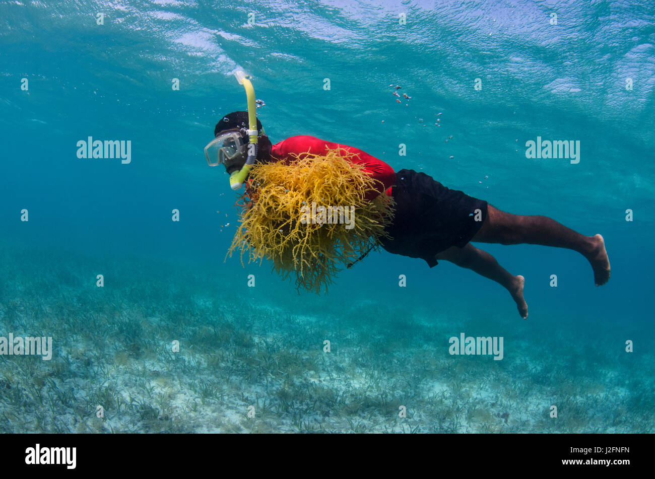 Edible algae, Lighthouse Reef, Atoll, Belize (MR Stock Photo - Alamy