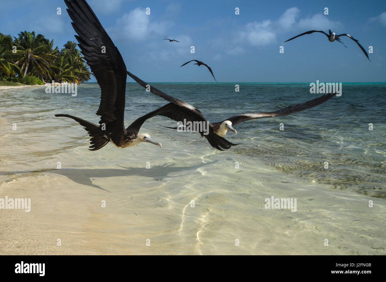 Magnificent Frigatebird (Fregata Magnificens), Half Moon Caye ...