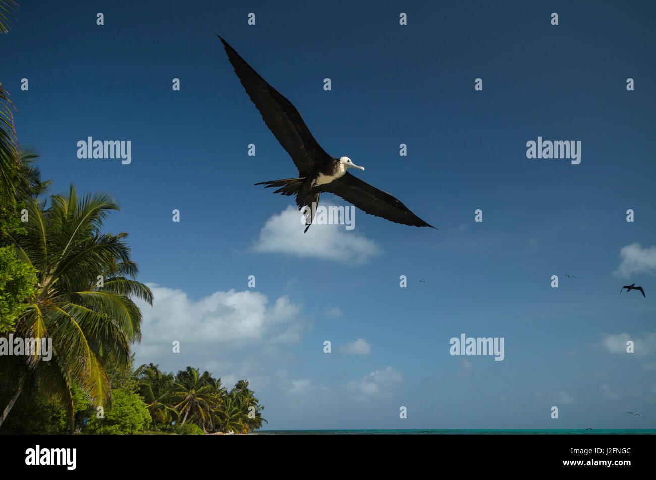 Magnificent Frigatebird (Fregata Magnificens), Half Moon Caye ...