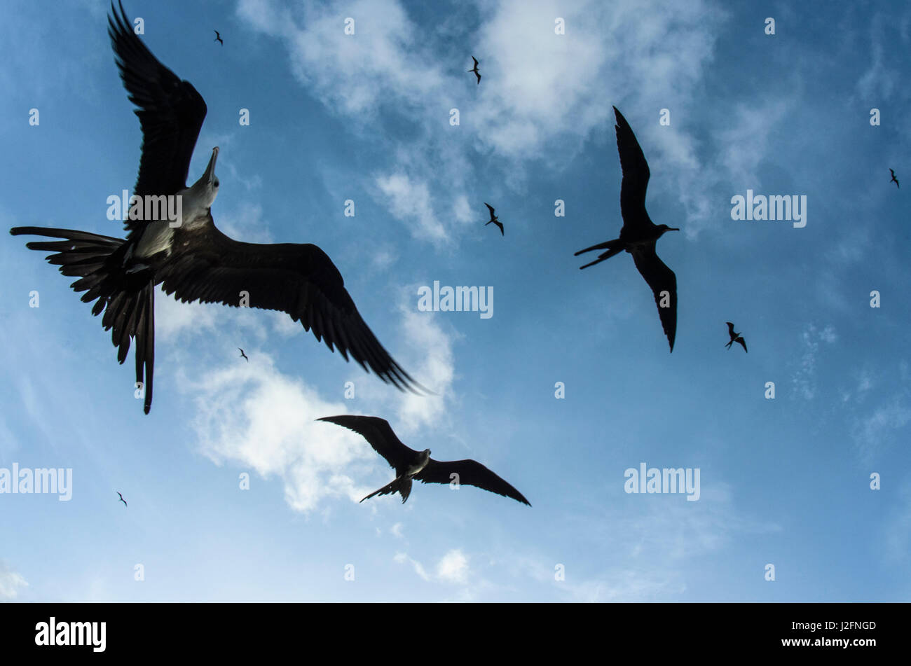 Magnificent Frigatebird (Fregata Magnificens), Half Moon Caye ...