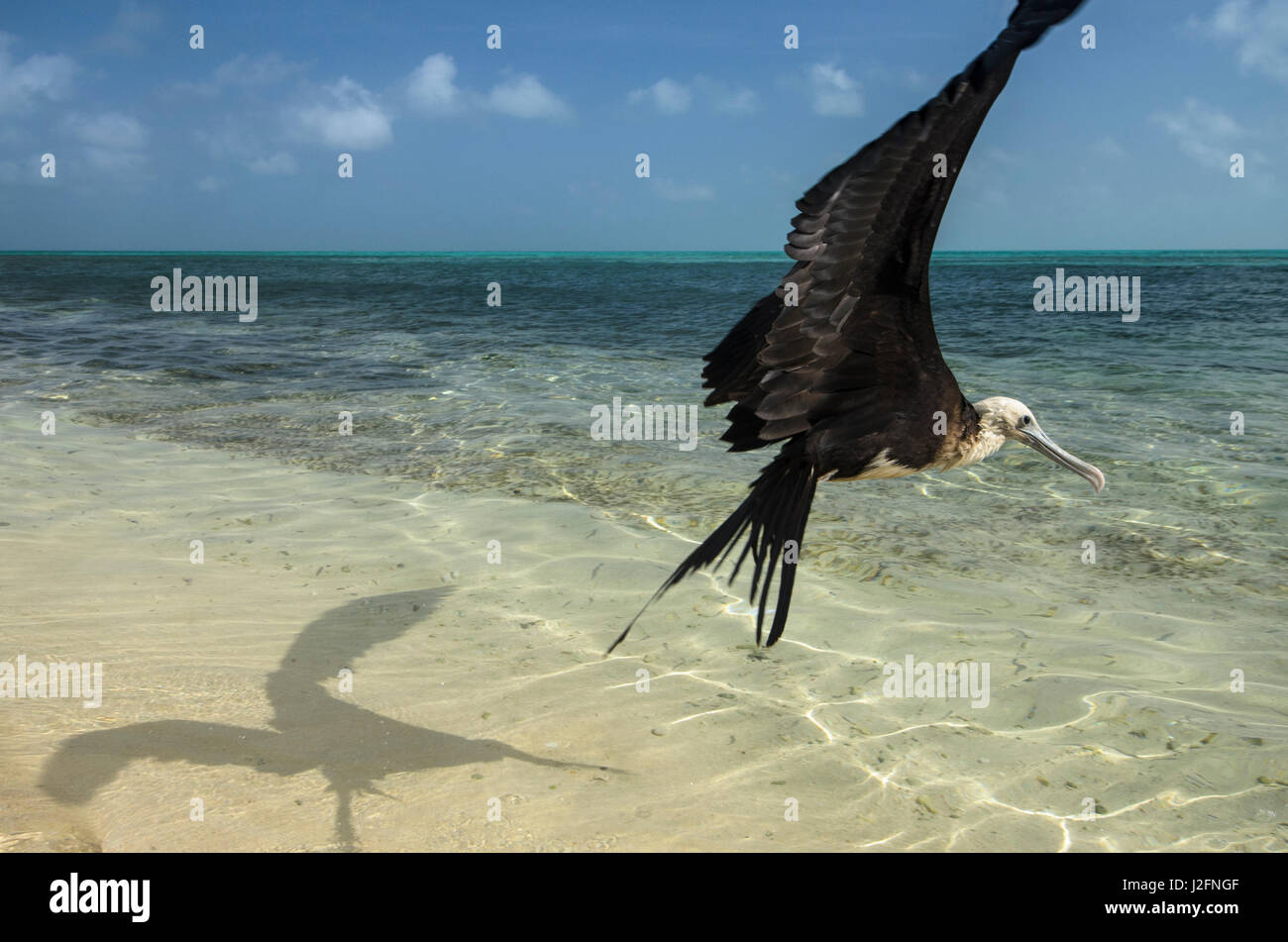 Magnificent Frigatebird (Fregata Magnificens), Half Moon Caye ...