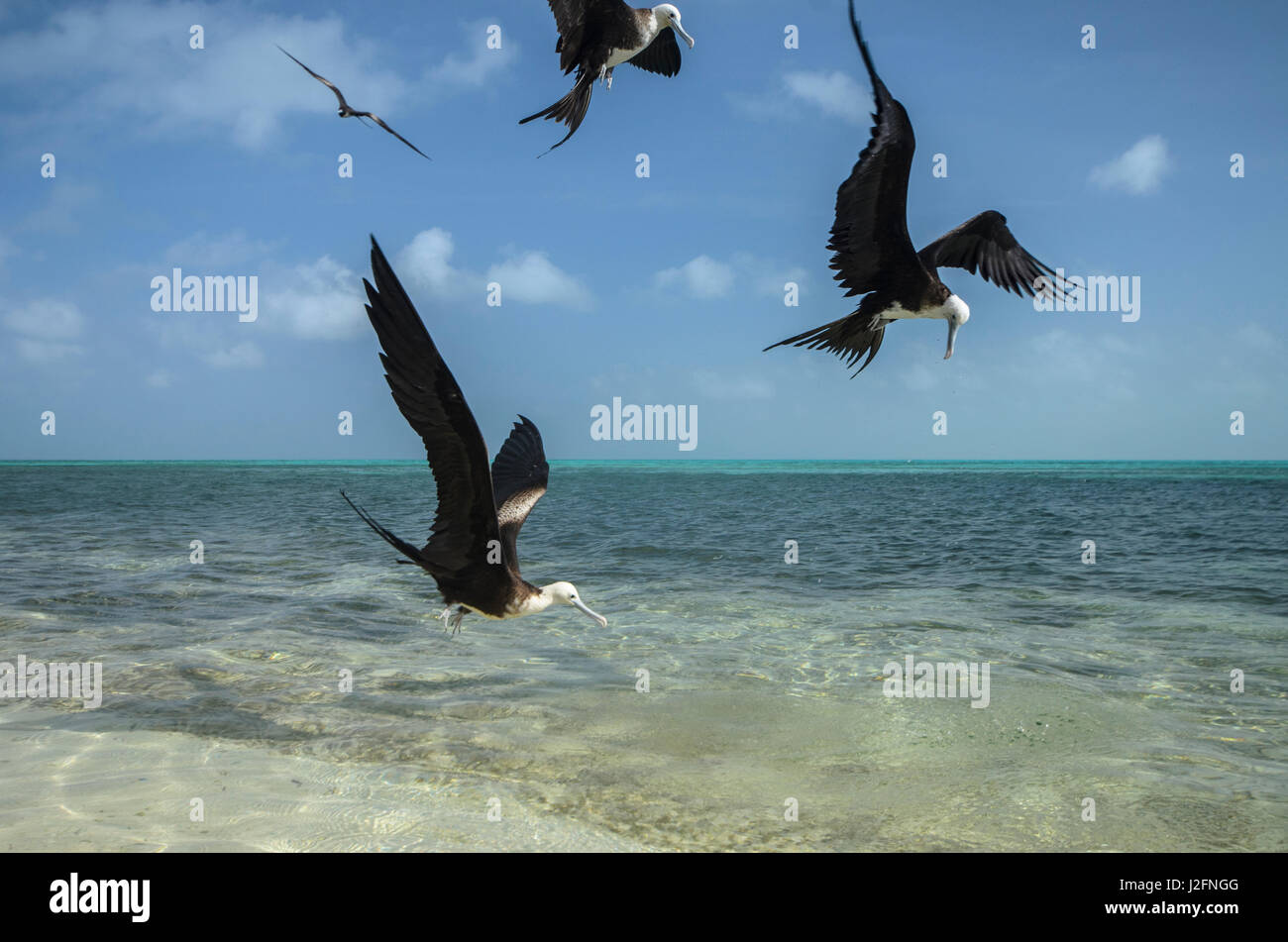Magnificent Frigatebird (Fregata Magnificens), Half Moon Caye ...