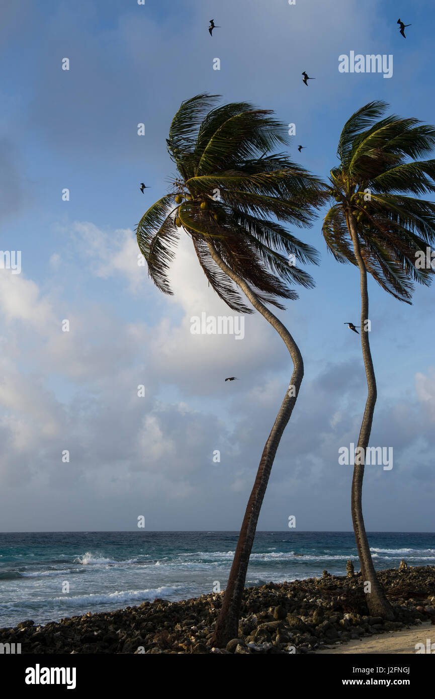 Coconut Palm (Cocos nucifera) and Magnificent Frigatebird (Fregata ...