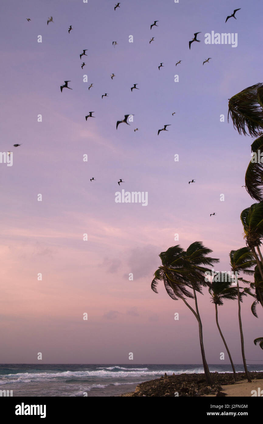Coconut Palm (Cocos nucifera) and Magnificent Frigatebird (Fregata ...