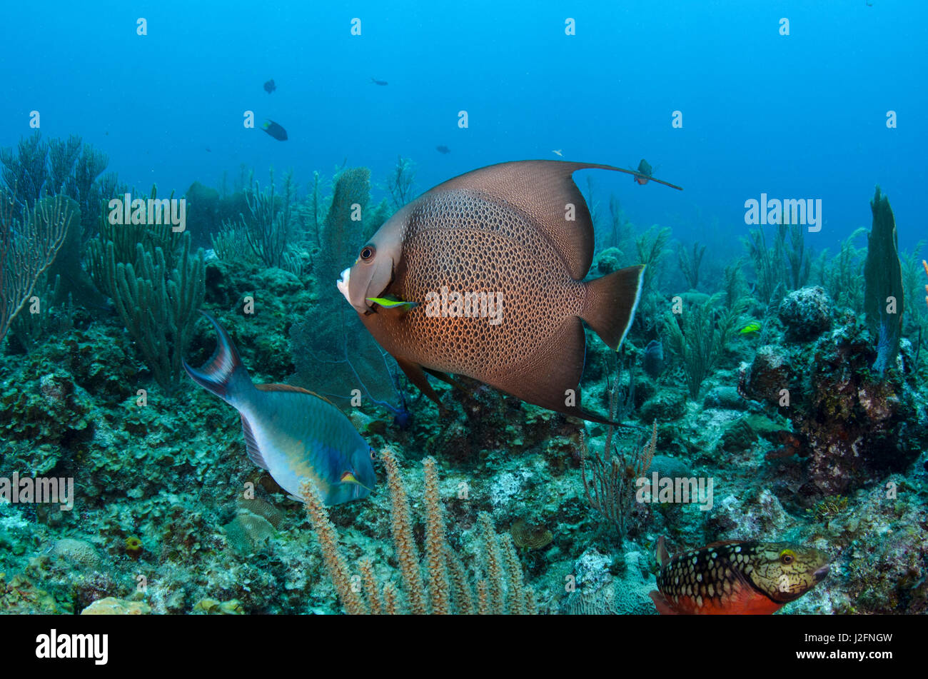 Gray Angelfish (Pomacanthus arcuatus), Hol Chan Marine Reserve, Belize ...