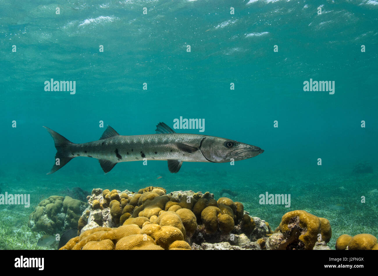 Great Barracuda (Sphyraena barracuda), Hol Chan Marine Reserve near ...